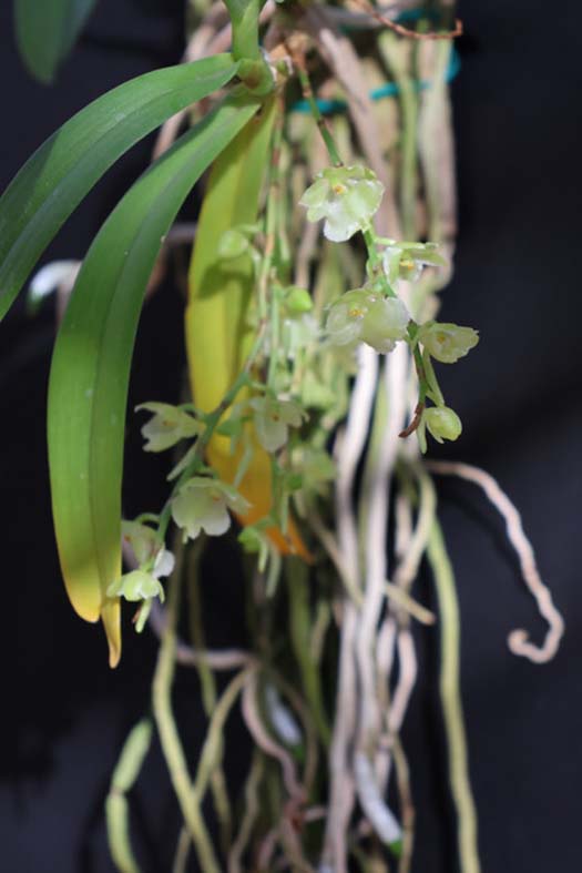 Southern California Orchid Species Society