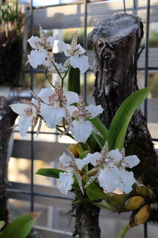 Southern California Orchid Species Society