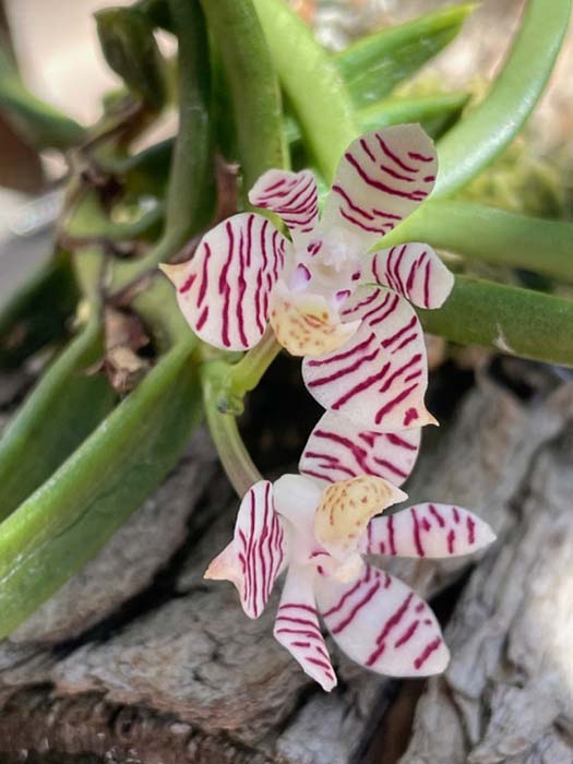 Southern California Orchid Species Society