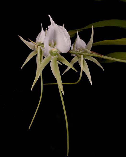 Southern California Orchid Species Society
