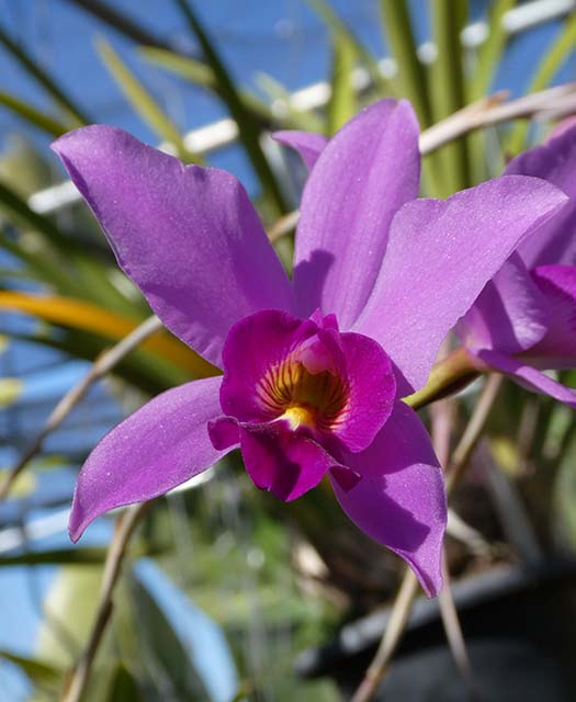 Southern California Orchid Species Society