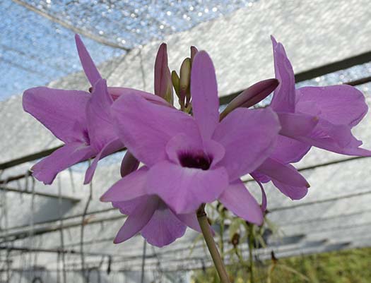 Southern California Orchid Species Society