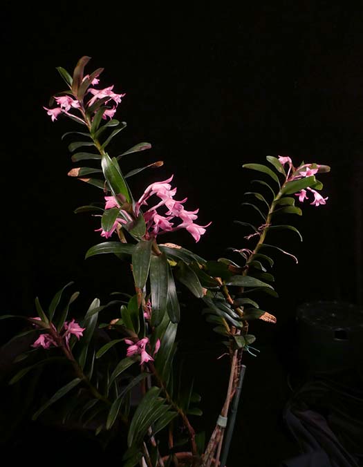 Southern California Orchid Species Society