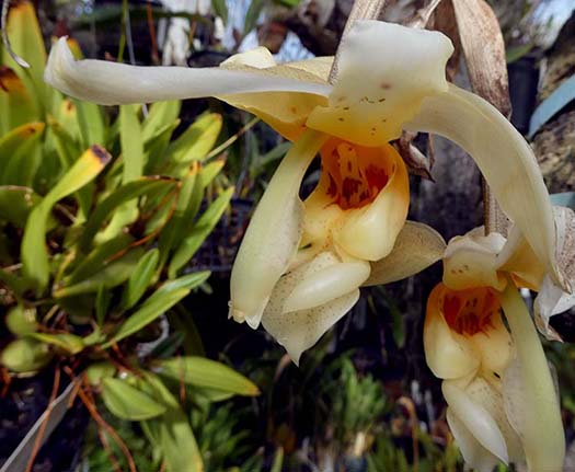 Southern California Orchid Species Society