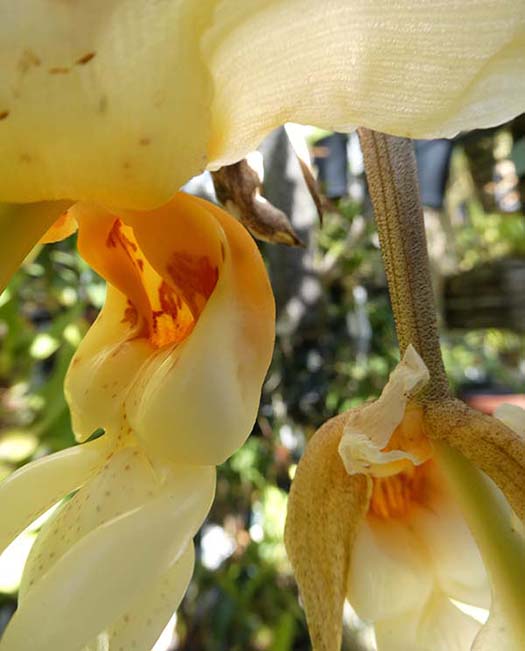 Southern California Orchid Species Society