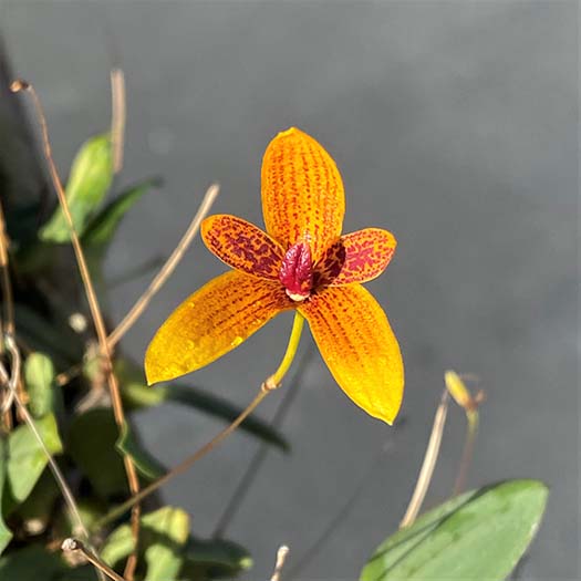 Southern California Orchid Species Society