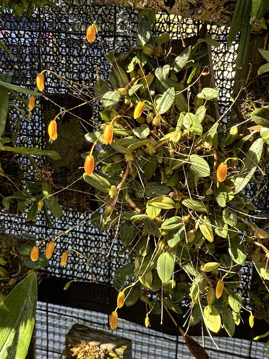 Southern California Orchid Species Society