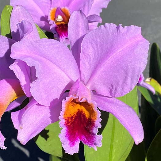 Southern California Orchid Species Society