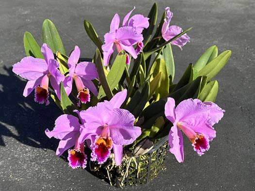 Southern California Orchid Species Society