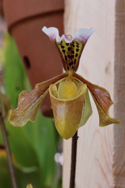 Southern California Orchid Species Society