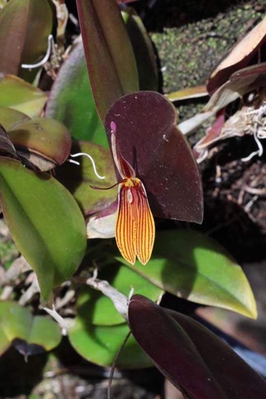 Southern California Orchid Species Society