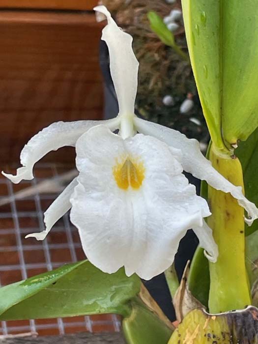 Southern California Orchid Species Society