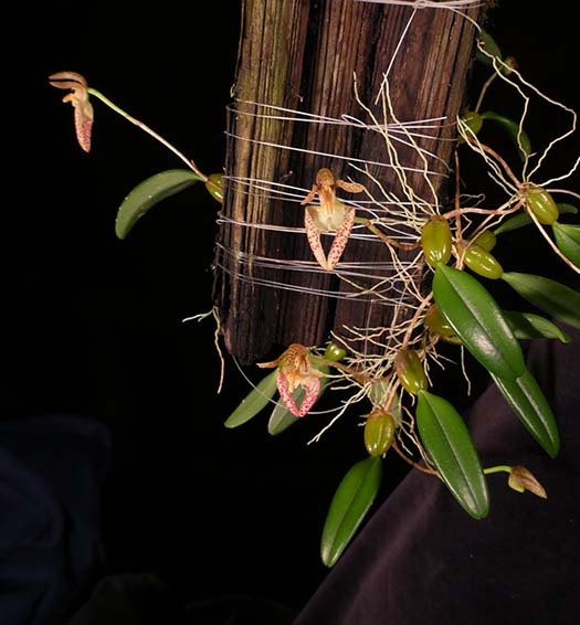 Southern California Orchid Species Society