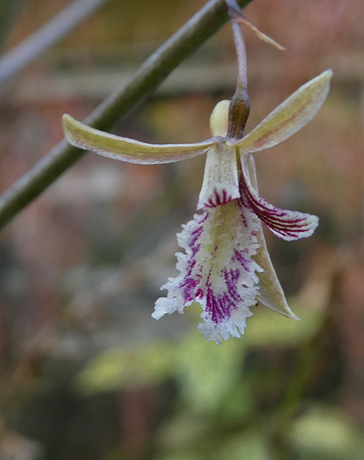 Southern California Orchid Species Society