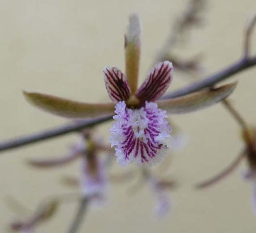 Southern California Orchid Species Society