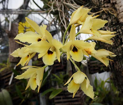 Southern California Orchid Species Society