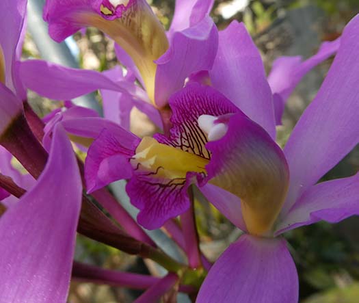 Southern California Orchid Species Society