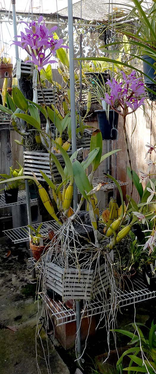 Southern California Orchid Species Society