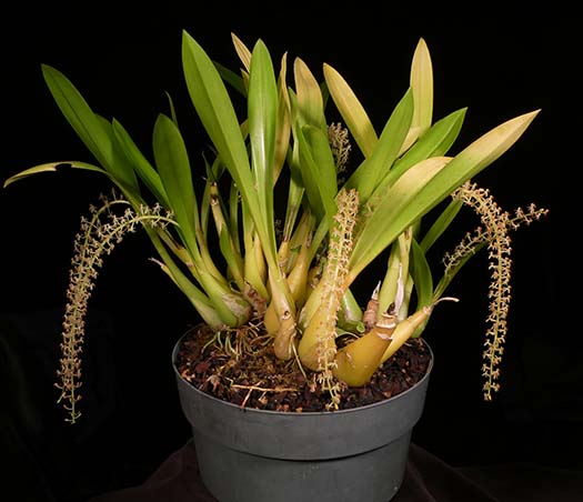 Southern California Orchid Species Society