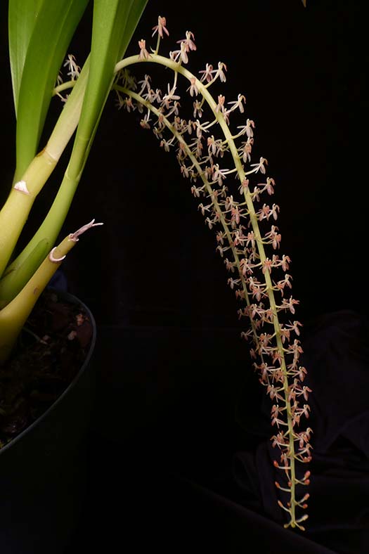 Southern California Orchid Species Society