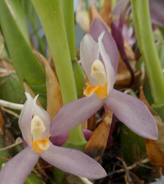 Southern California Orchid Species Society