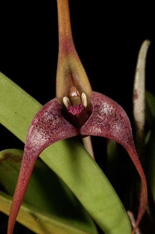 Southern California Orchid Species Society