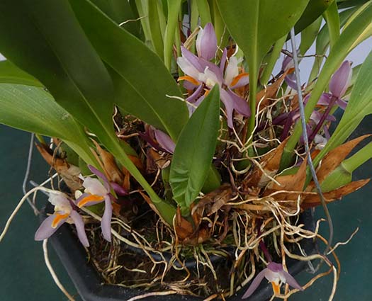 Southern California Orchid Species Society