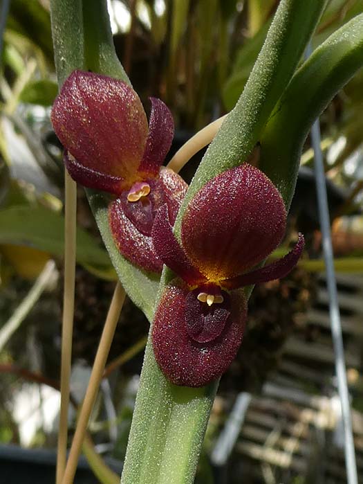 Southern California Orchid Species Society