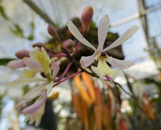 Southern California Orchid Species Society