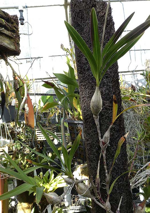 Southern California Orchid Species Society