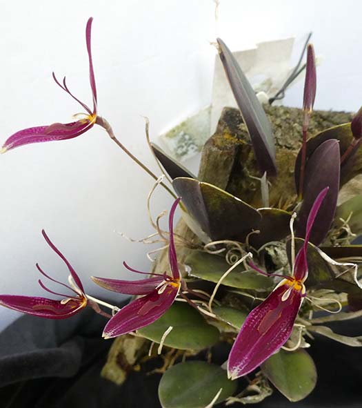 Southern California Orchid Species Society