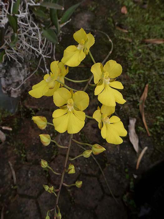 Southern California Orchid Species Society