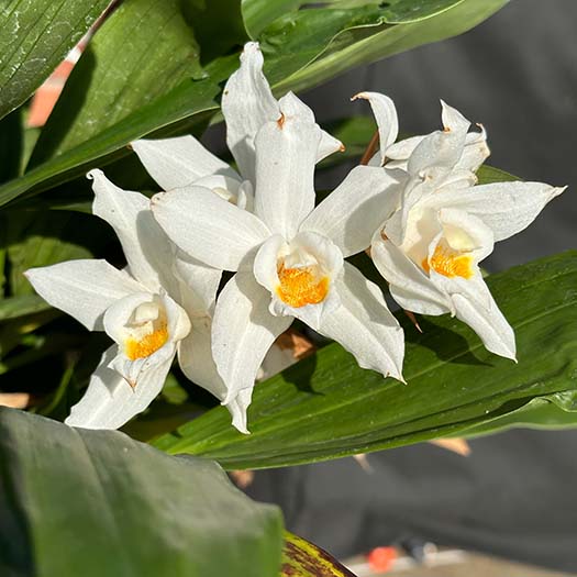 Southern California Orchid Species Society