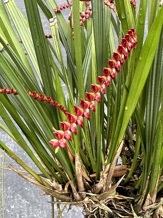 Southern California Orchid Species Society