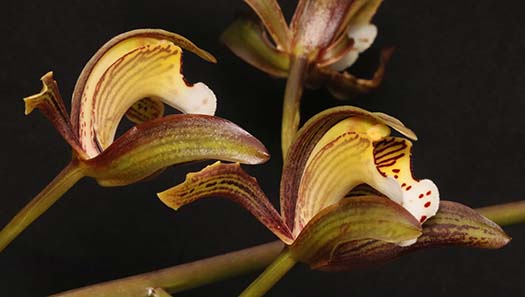 Southern California Orchid Species Society 02-23