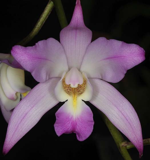 Southern California Orchid Species Society 02-23