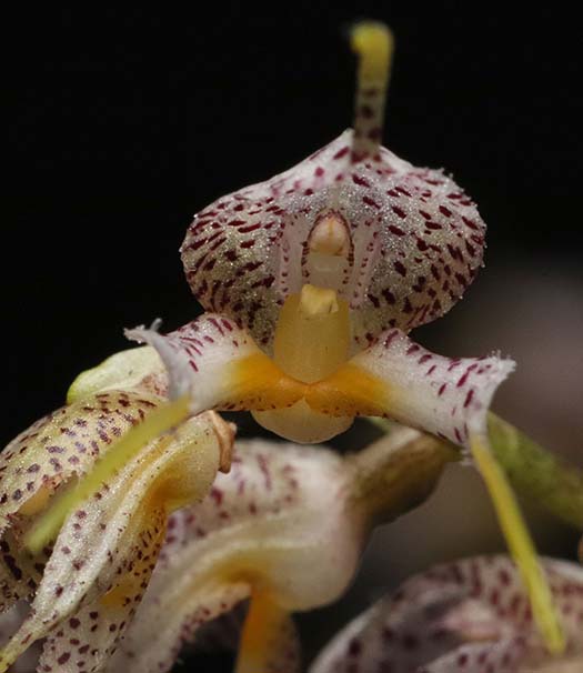 Southern California Orchid Species Society 02-23