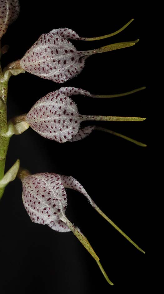 Southern California Orchid Species Society 02-23