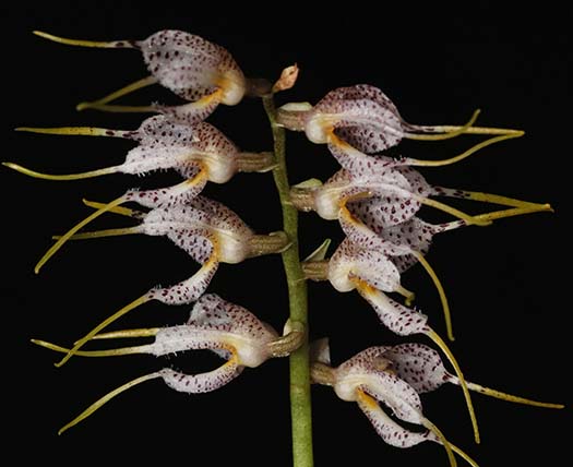 Southern California Orchid Species Society 02-23