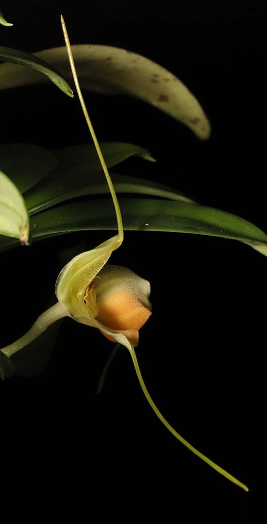 Southern California Orchid Species Society 02-23