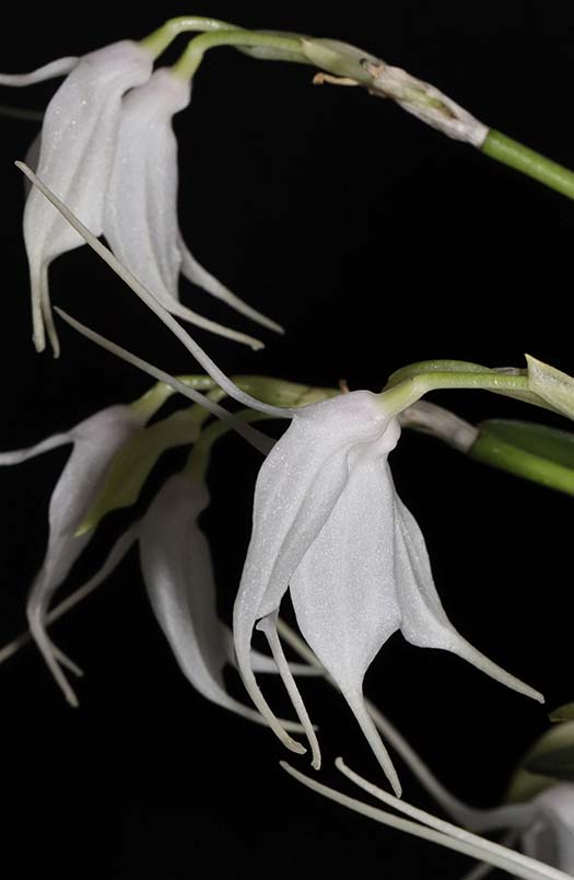 Southern California Orchid Species Society 02-23