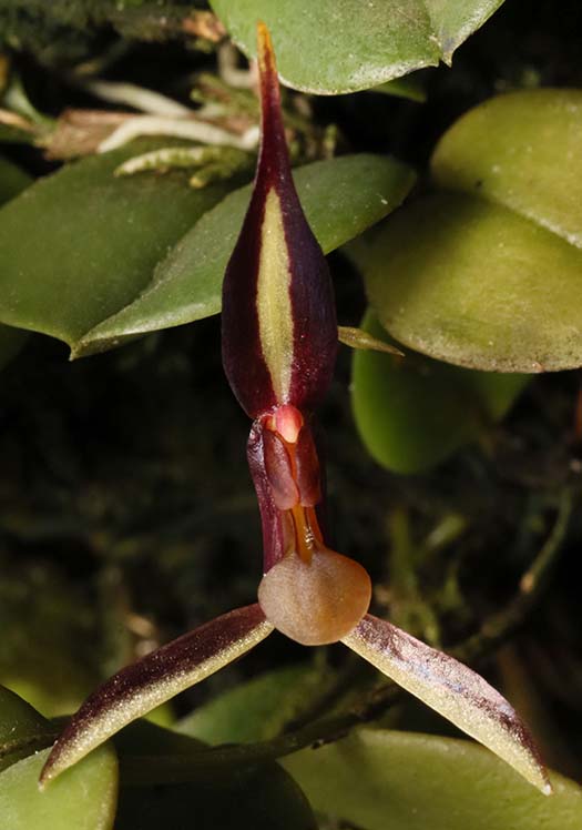 Southern California Orchid Species Society 02-23