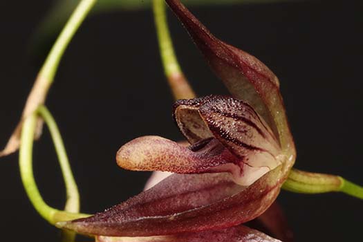 Southern California Orchid Species Society 02-23