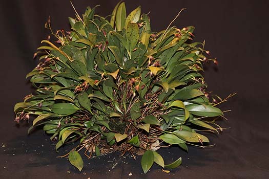 Southern California Orchid Species Society 02-23