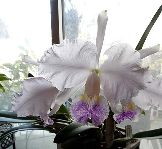 Southern California Orchid Species Society 02-23