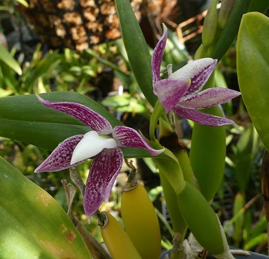 Southern California Orchid Species Society 02-23