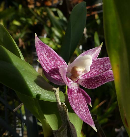 Southern California Orchid Species Society 02-23