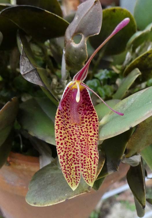 Southern California Orchid Species Society 02-23