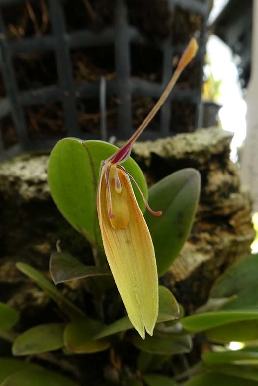 Southern California Orchid Species Society 02-23