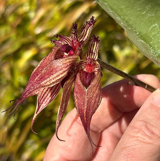 Southern California Orchid Species Society 02-23